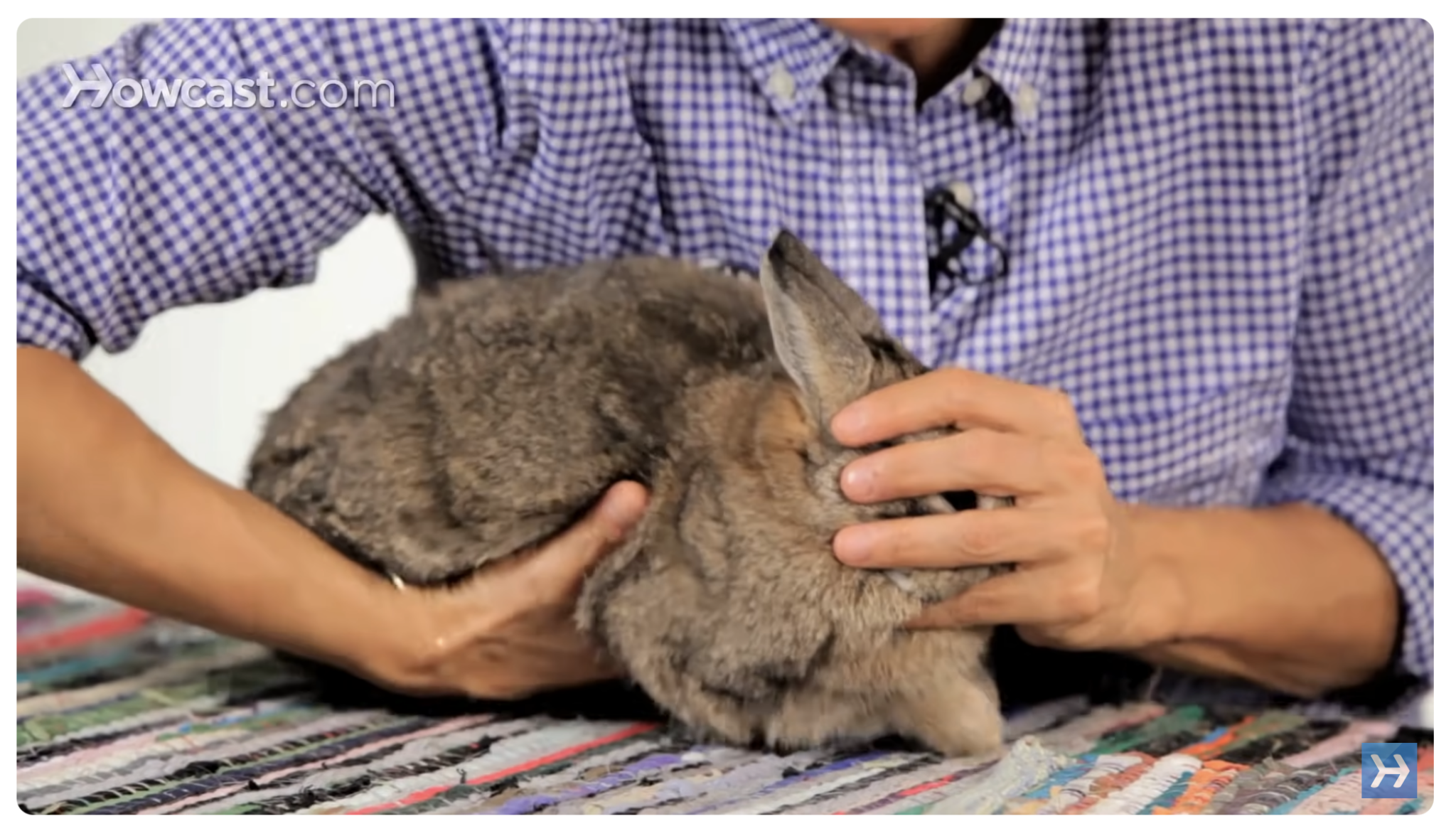 Care - Rabbit.org